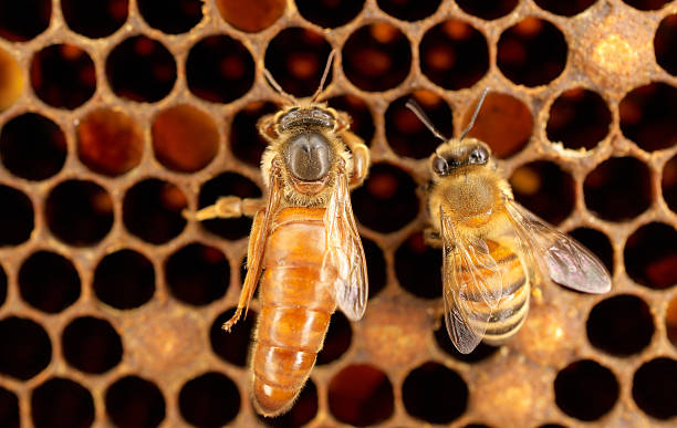Bee inside a beehive with the queen bee,Macro Image | De La Terr'Eau Miel